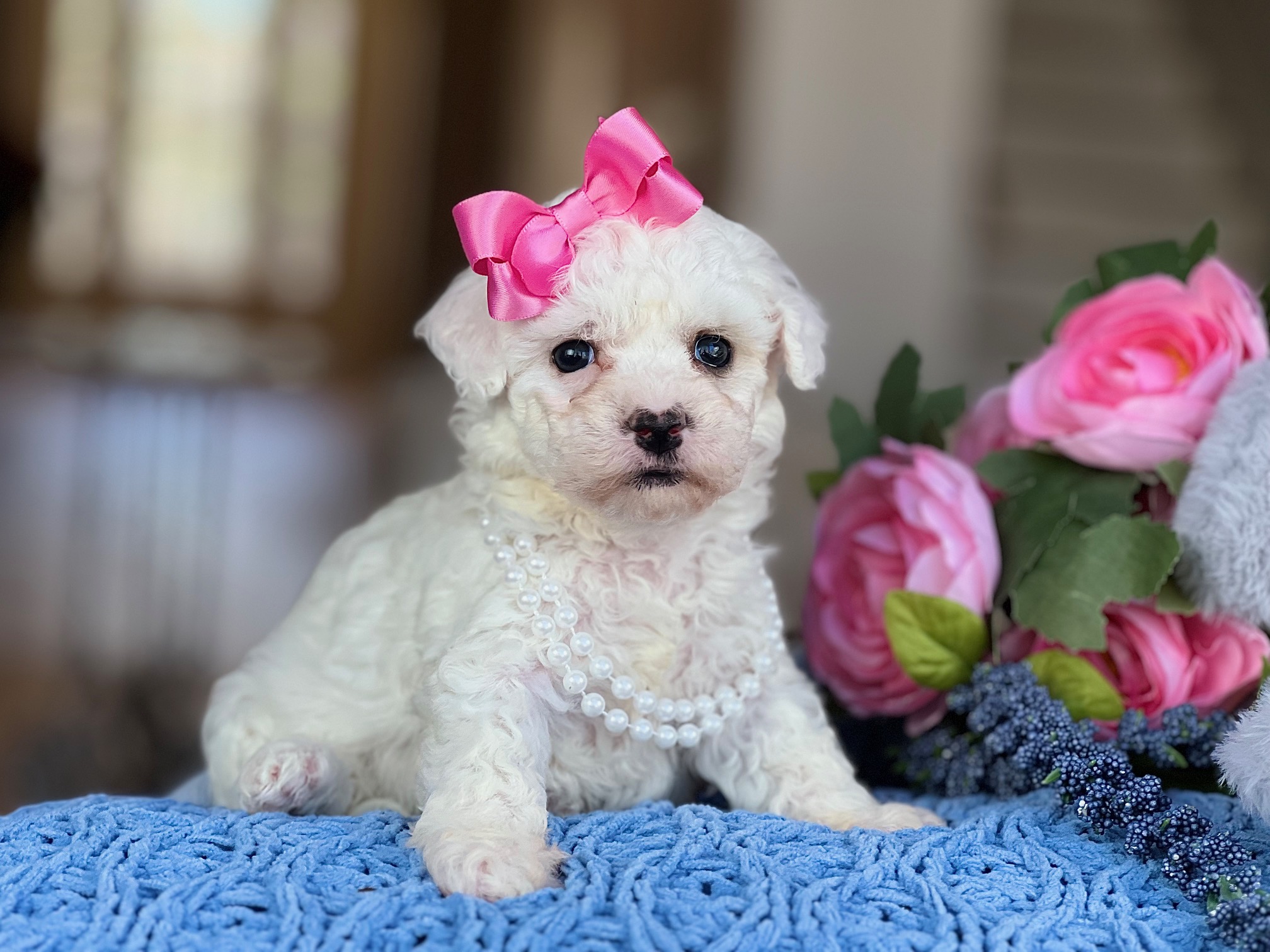 Everything You Need To Know About Vaccinating Your Puppy | Princess Puppies