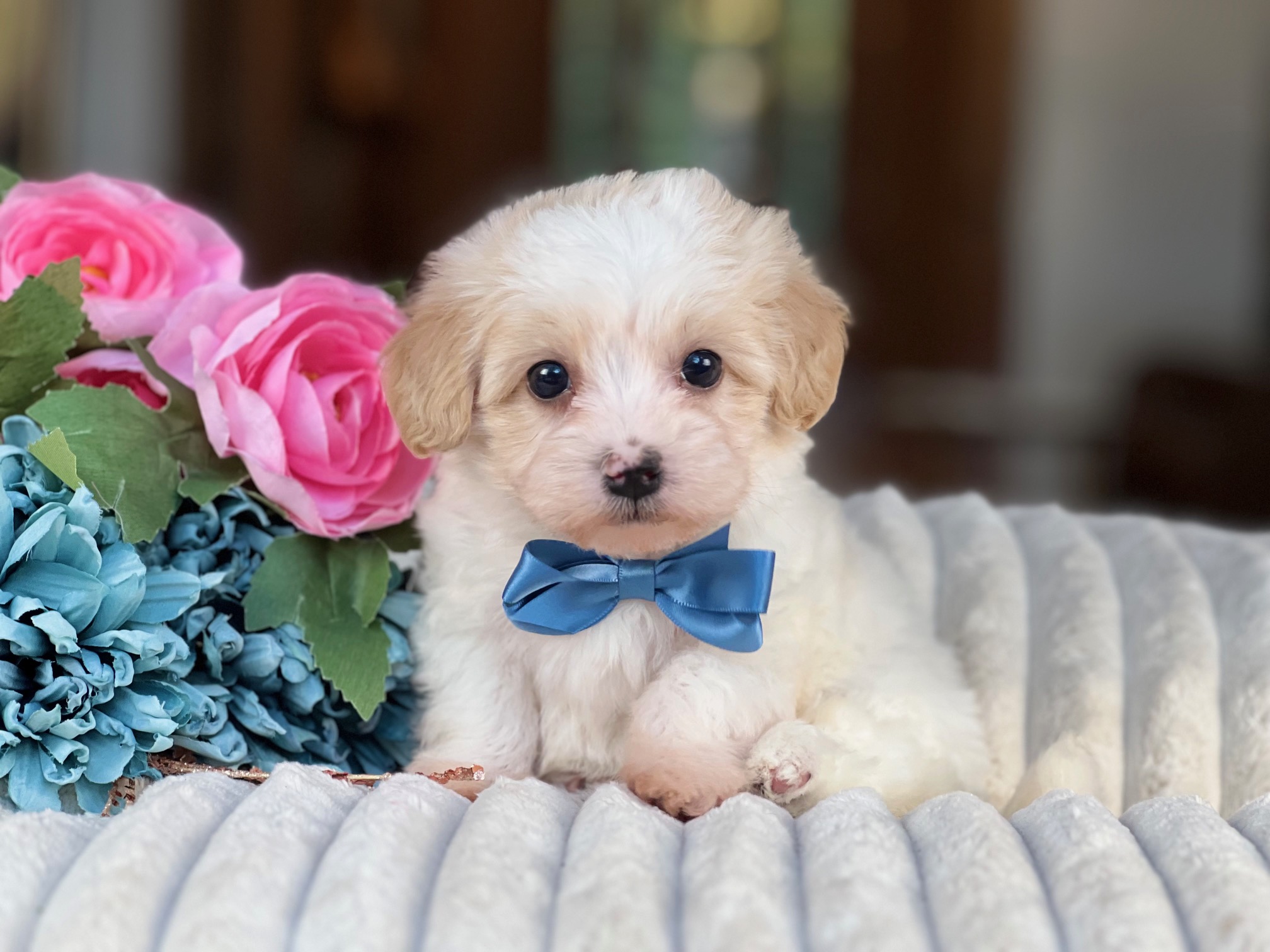 Louisiana Dog Breeder | Princess Puppies!