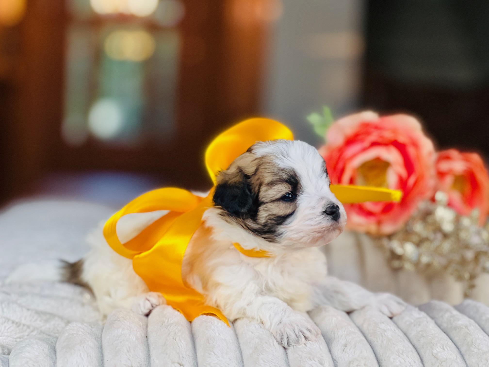 Louisiana Dog Breeder | Princess Puppies!