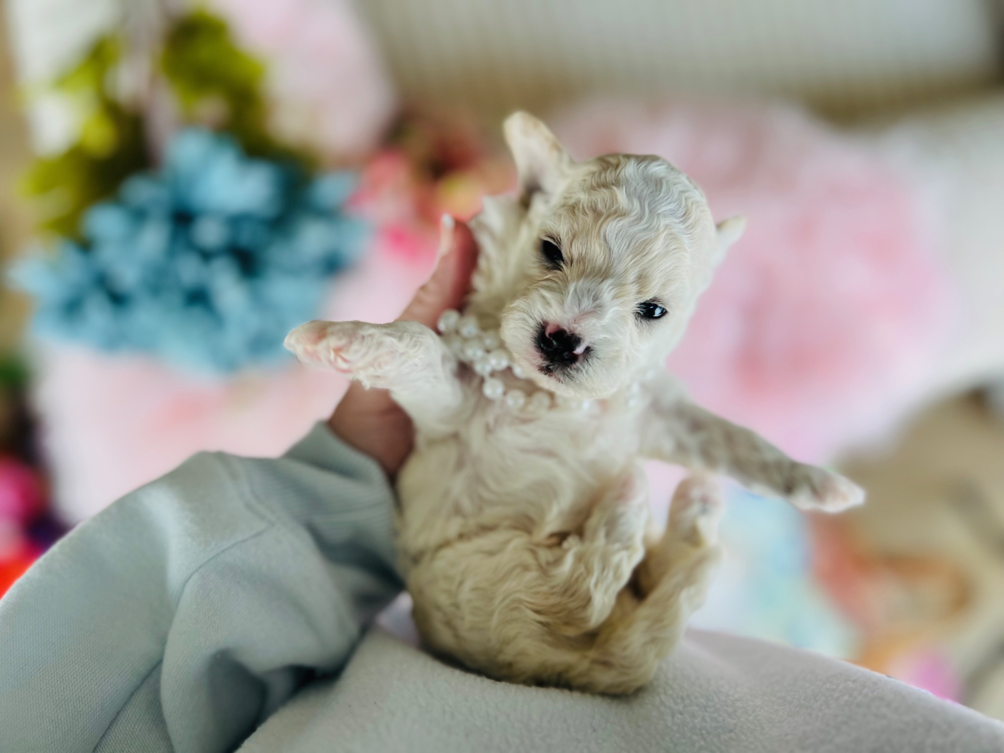 Puppies For Sale In Louisiana | Princess Puppies