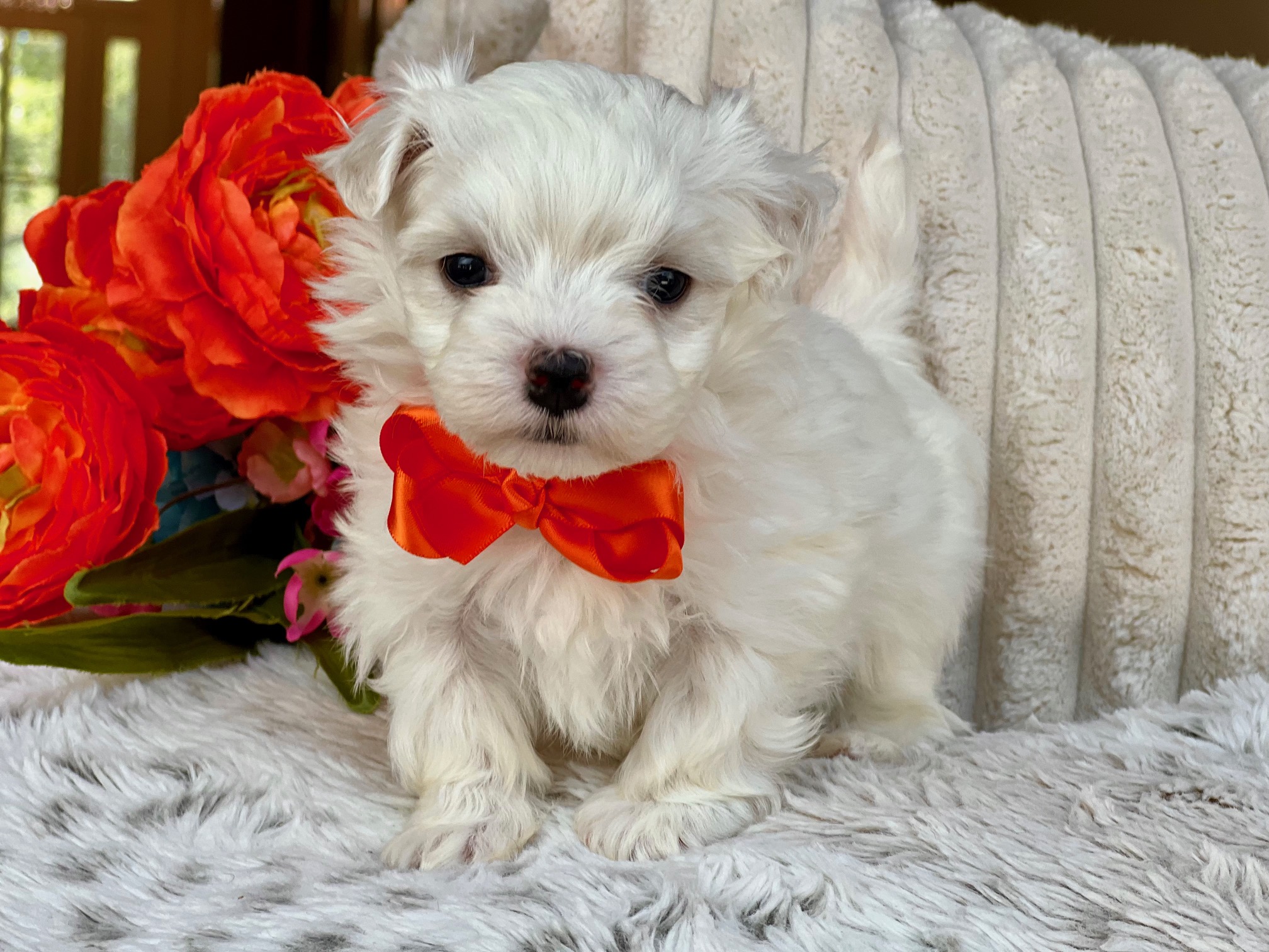 Puppies With Their New Families | Princess Puppies