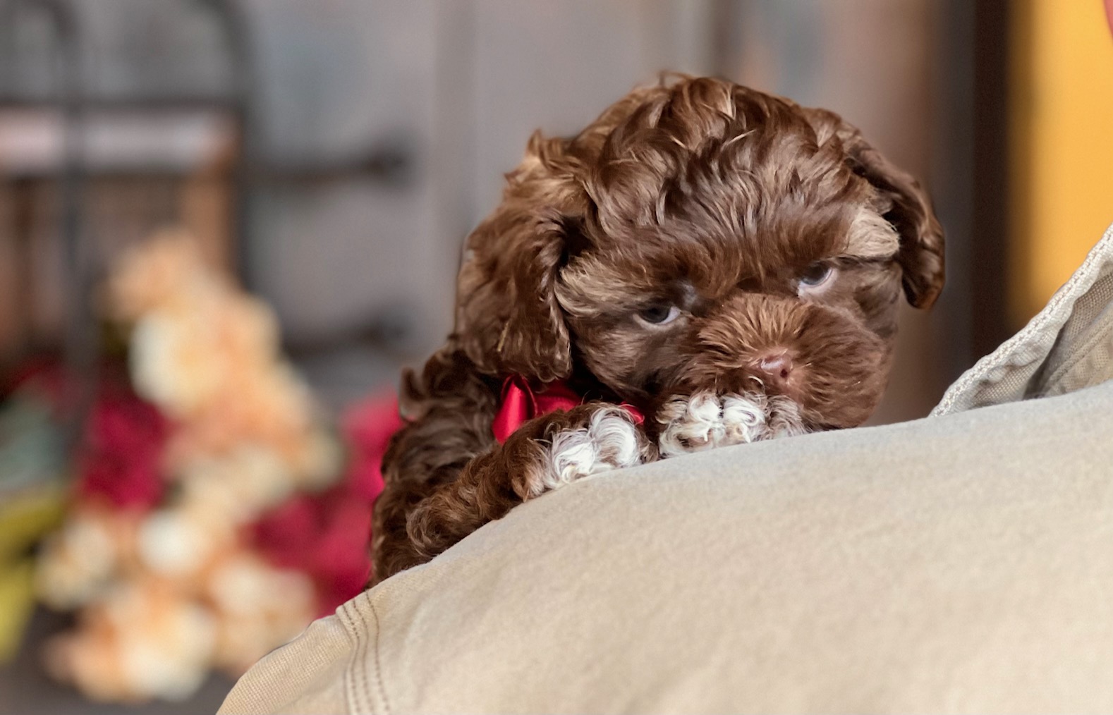 Designer Dog Breeds for Sale at Princess Puppies!