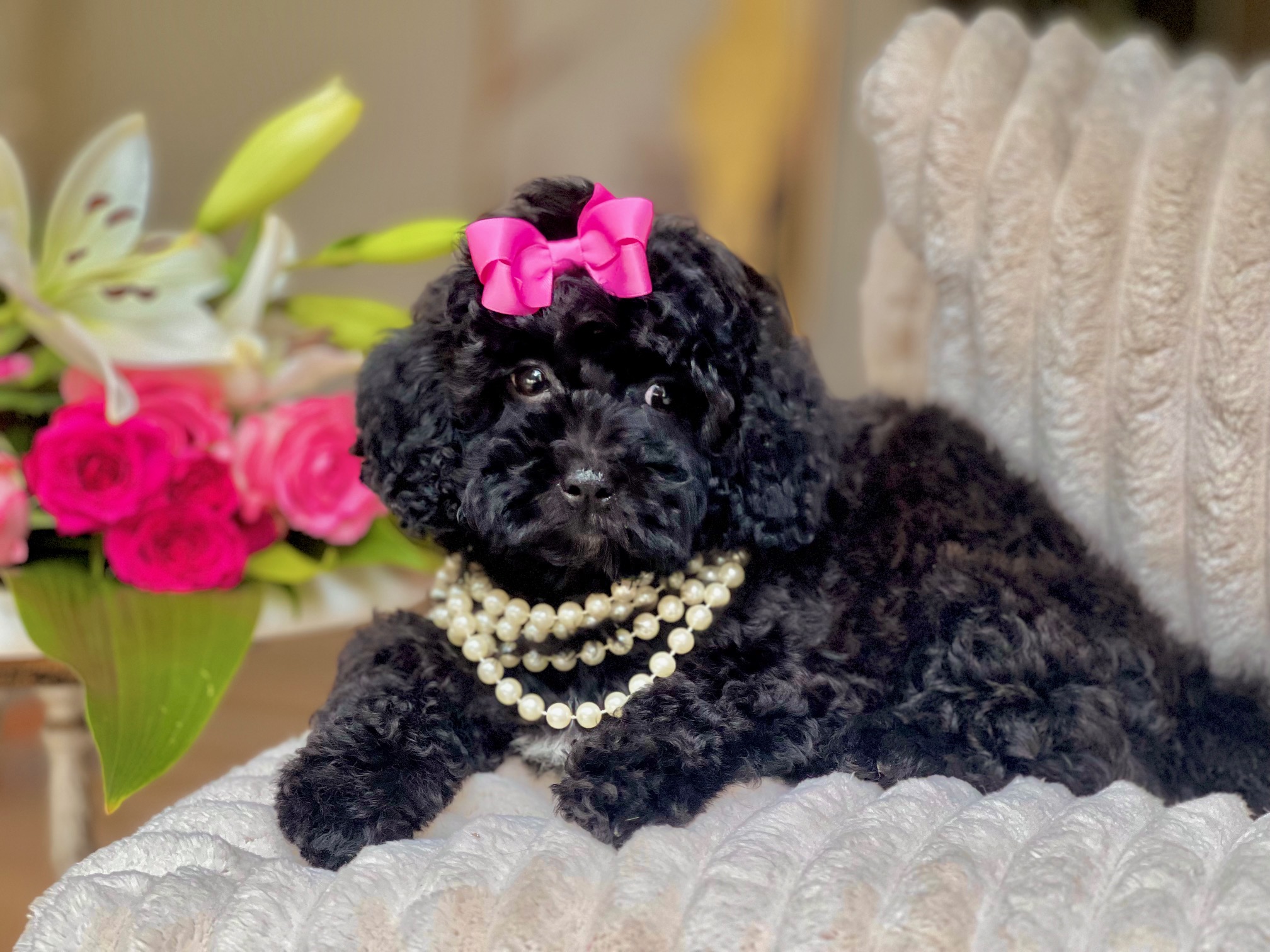 Louisiana Dog Breeder | Princess Puppies!