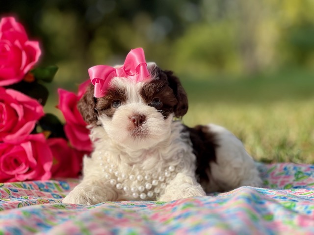 Fun Dog Facts | Princess Puppies