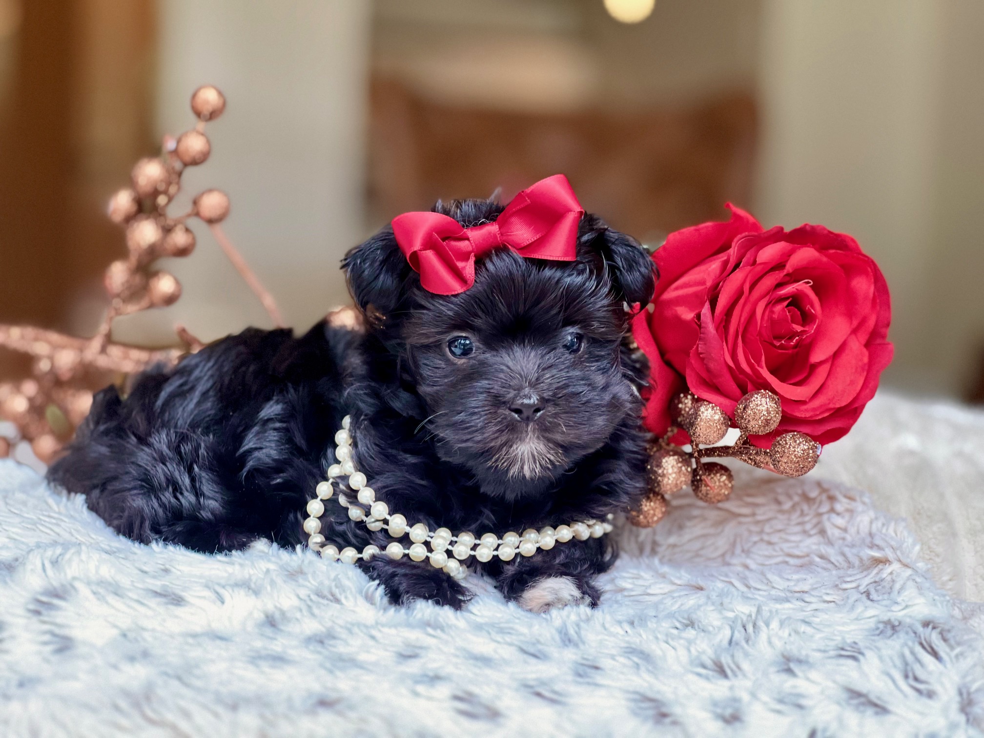Louisiana Dog Breeder | Princess Puppies!