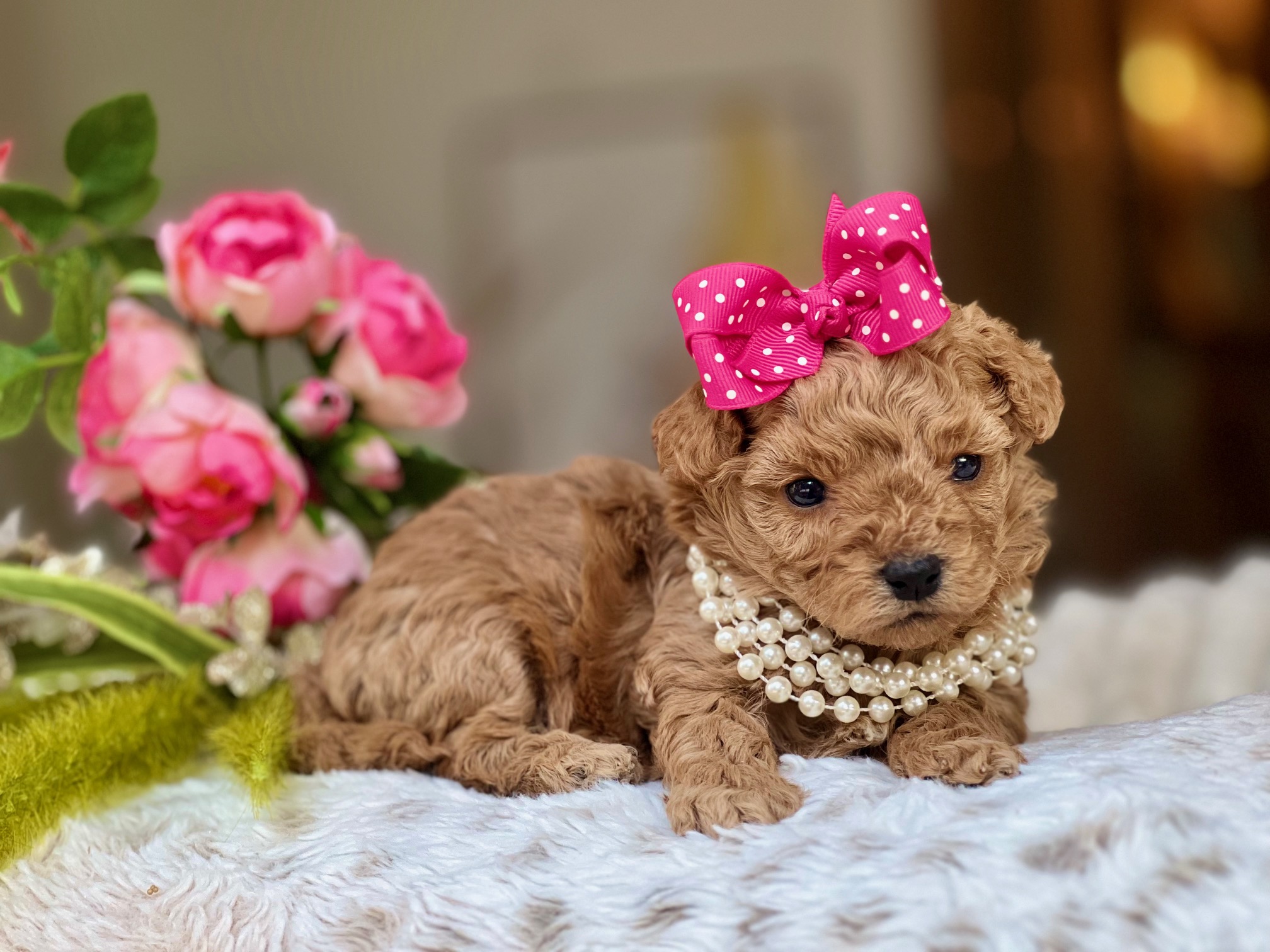 Louisiana Dog Breeder | Princess Puppies!