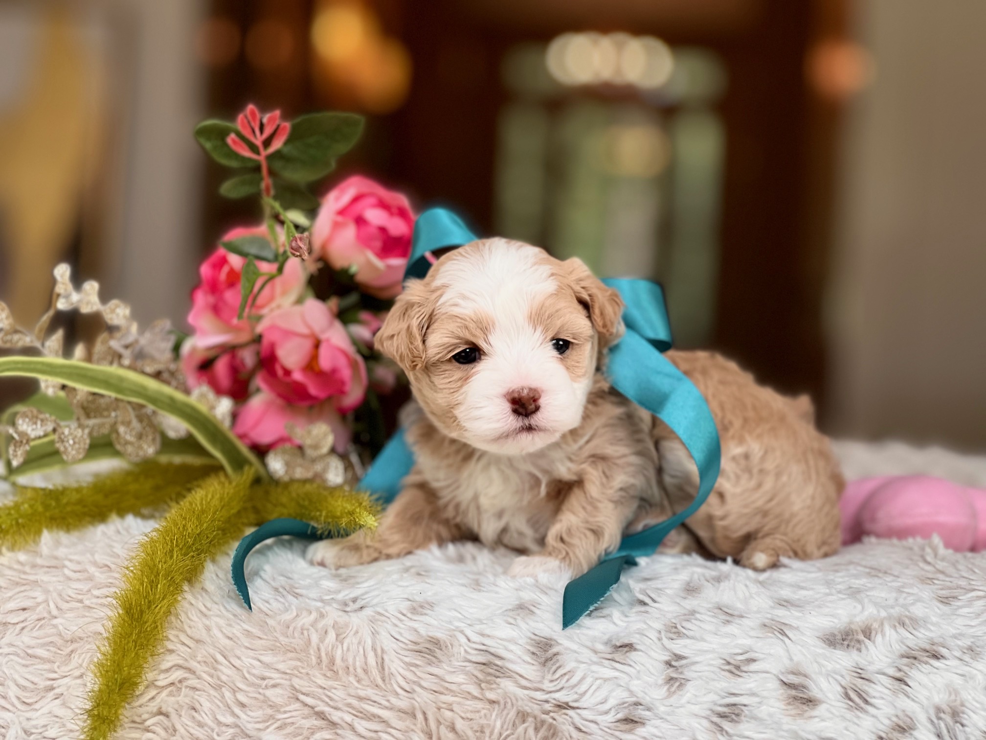Louisiana Dog Breeder | Princess Puppies!