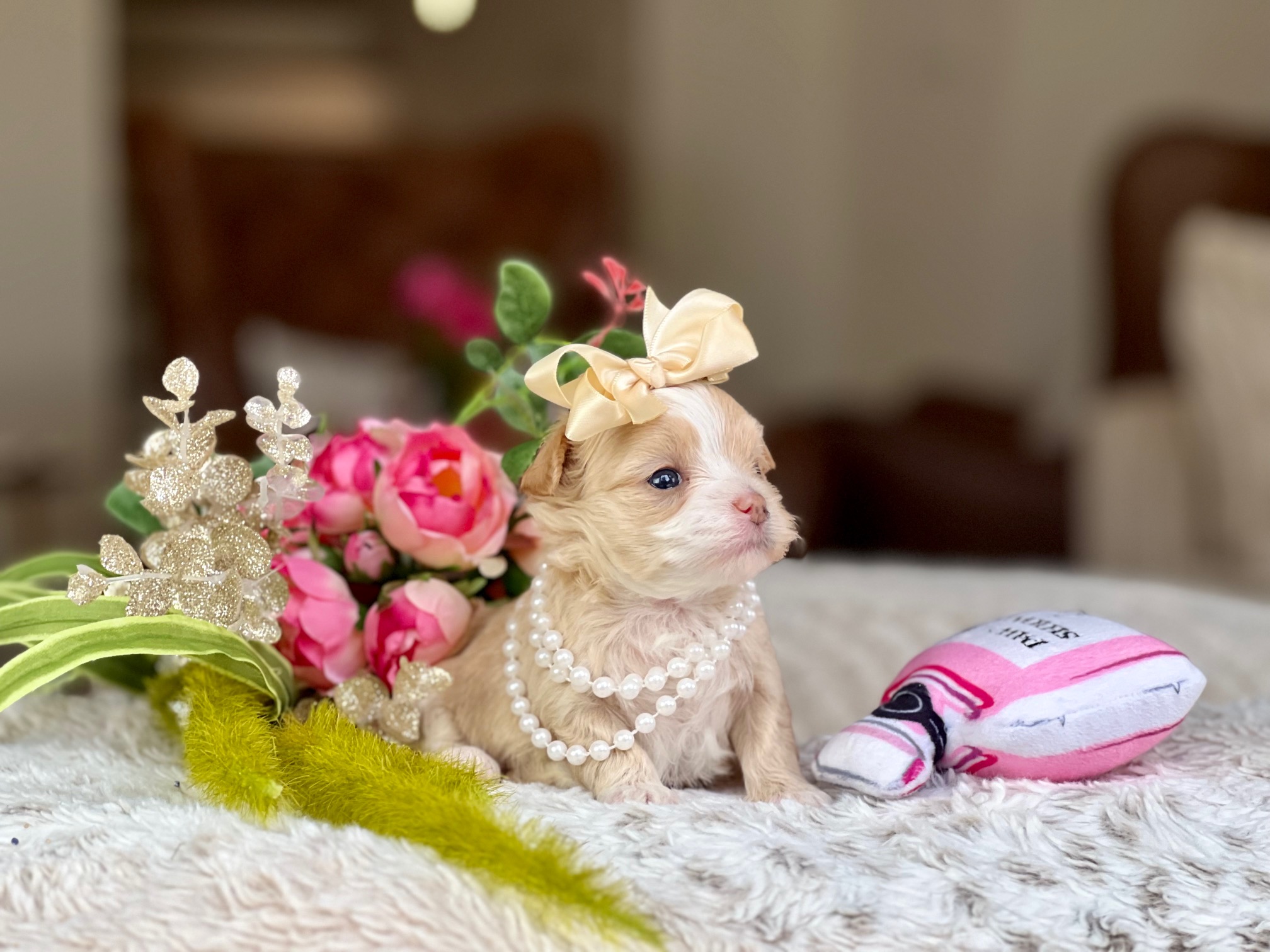 Louisiana Dog Breeder | Princess Puppies!