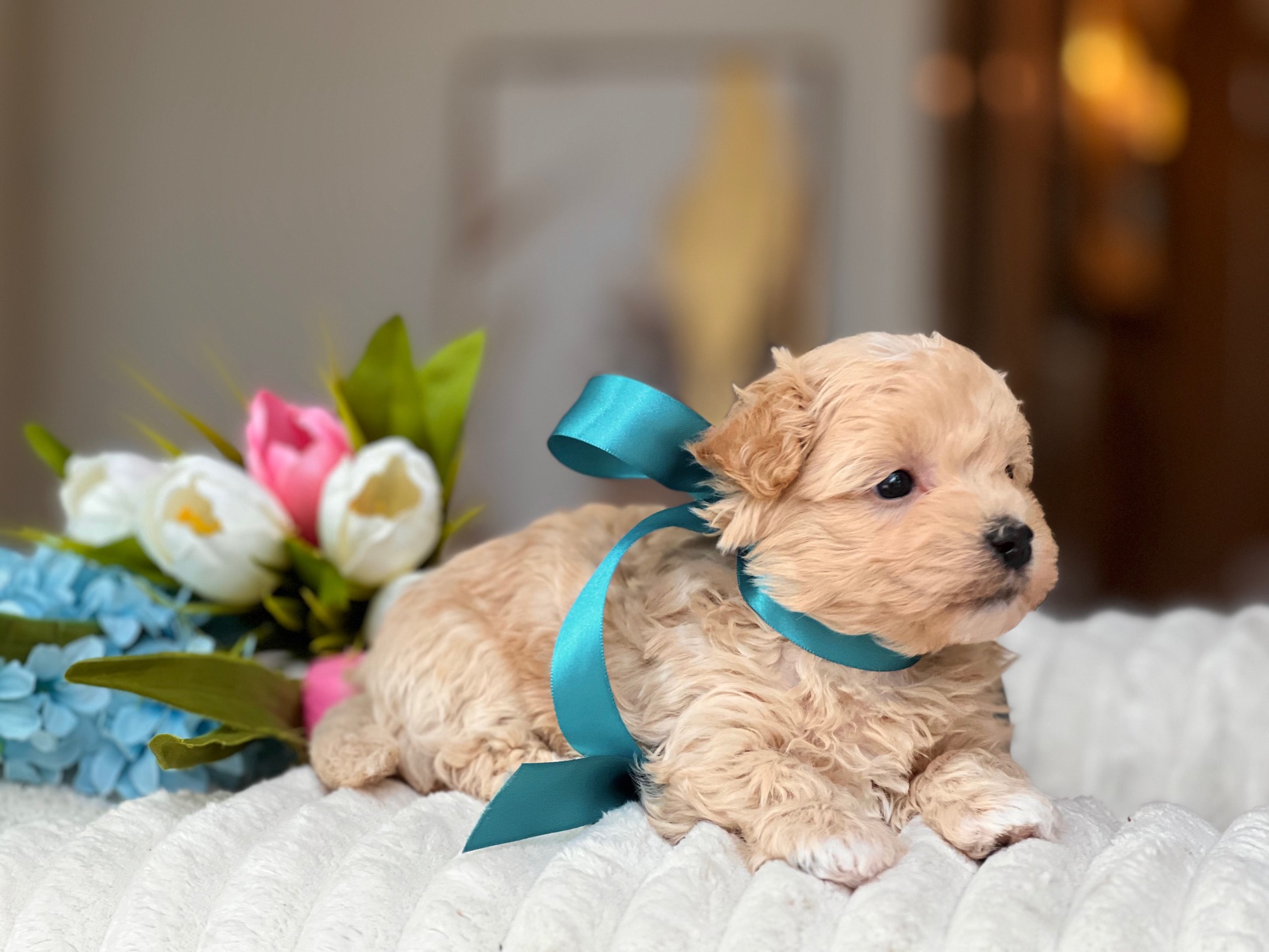 Puppies With Their New Families | Princess Puppies