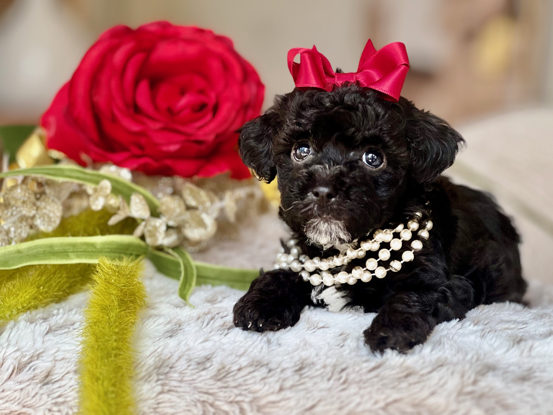 Louisiana Dog Breeder | Princess Puppies!