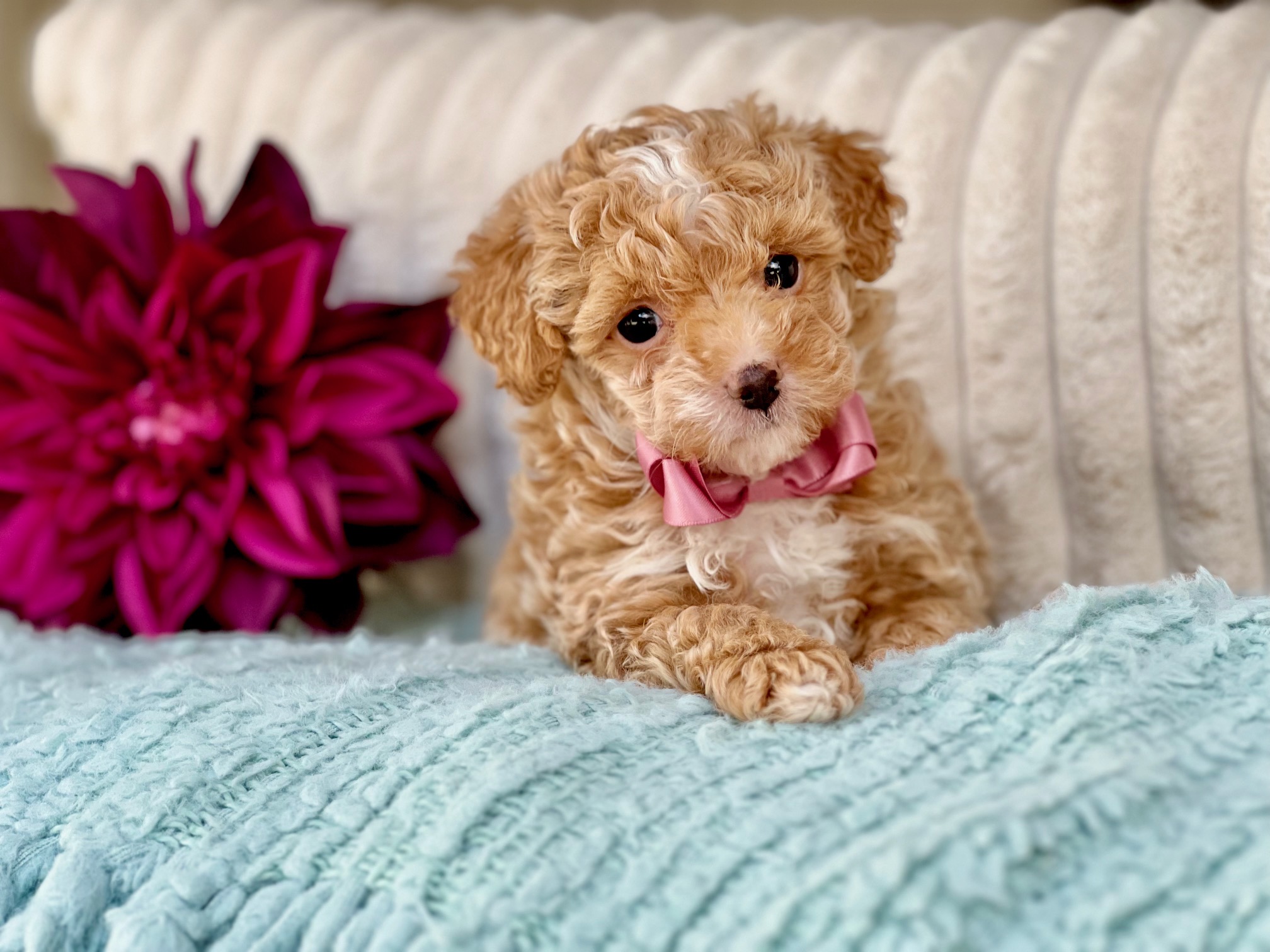 Poodle Puppies For Sale In Louisiana | Princess Puppies