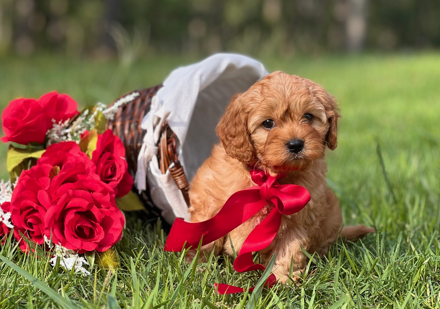 Cute Puppy Videos | Princess Puppies