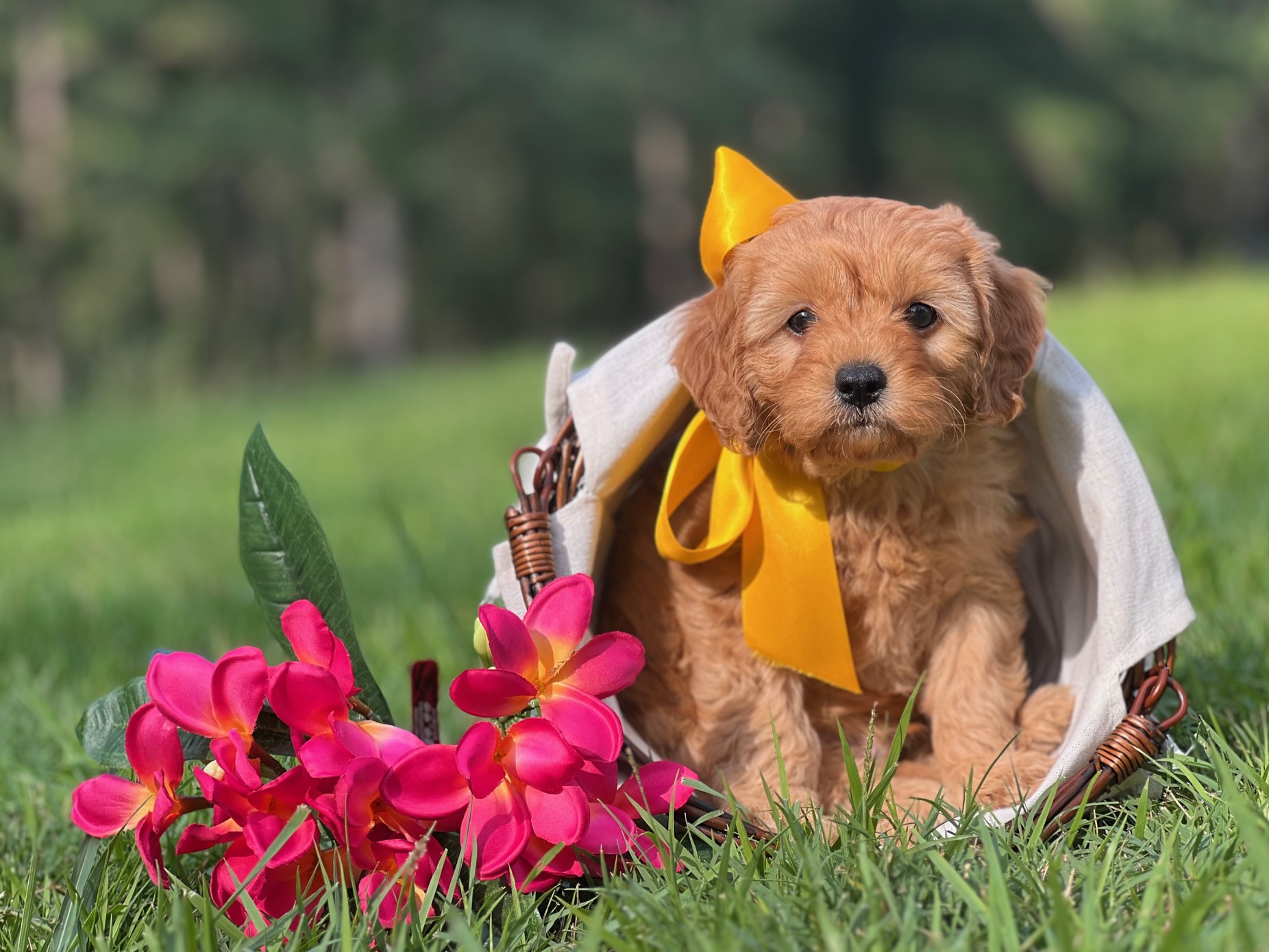 Louisiana Dog Breeder | Princess Puppies!
