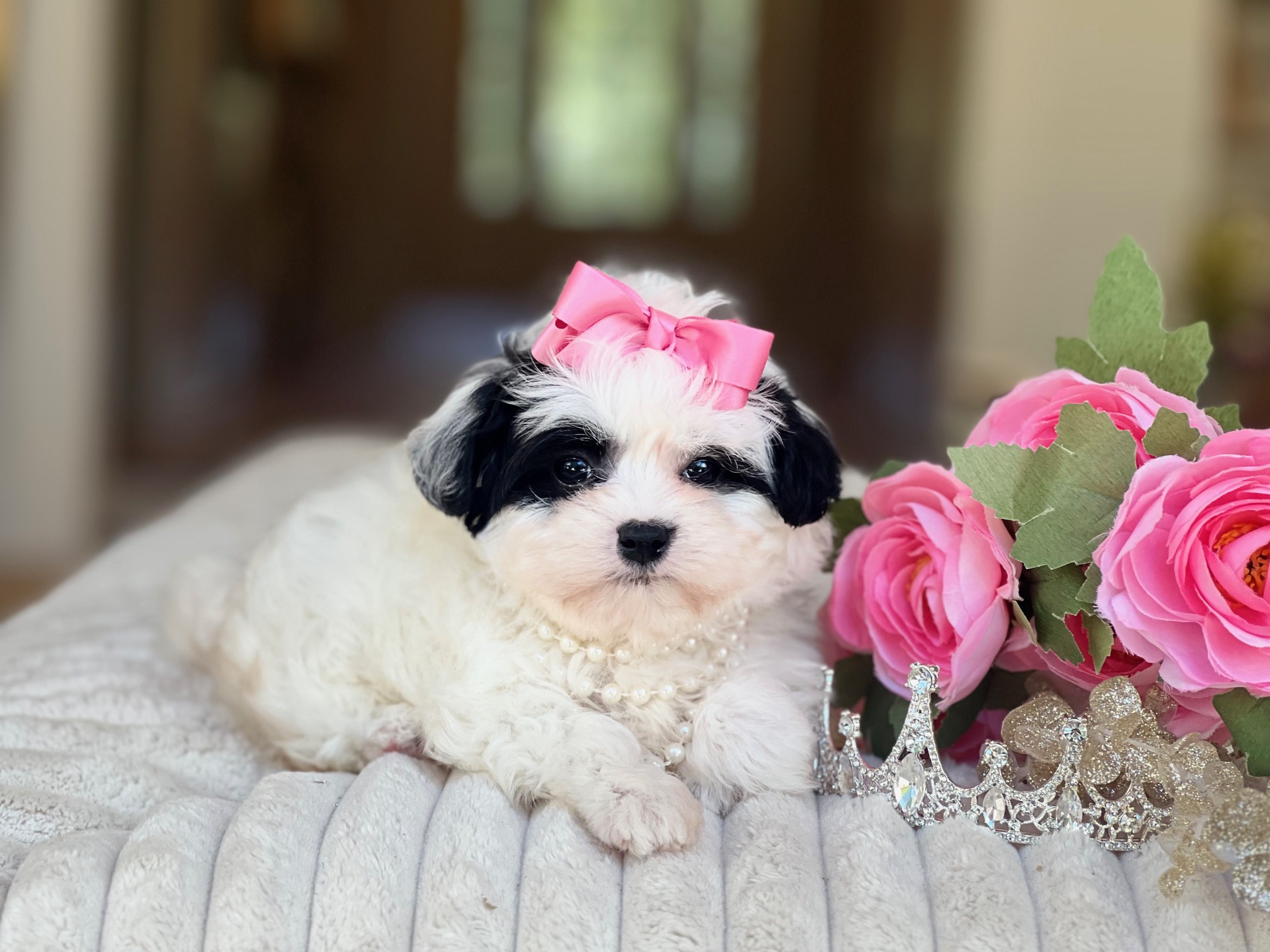 Louisiana Dog Breeder | Princess Puppies!