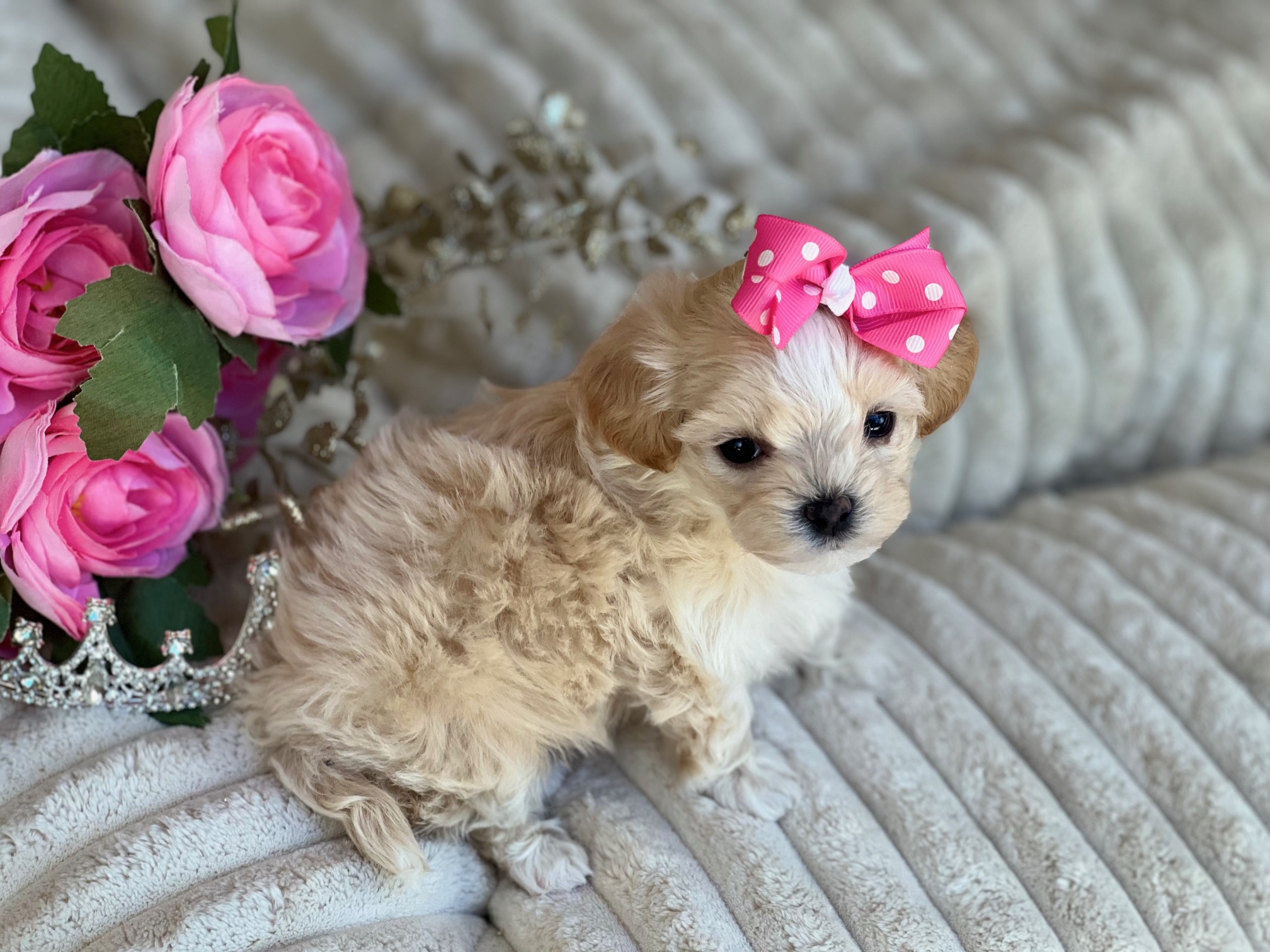 Louisiana Dog Breeder | Princess Puppies!