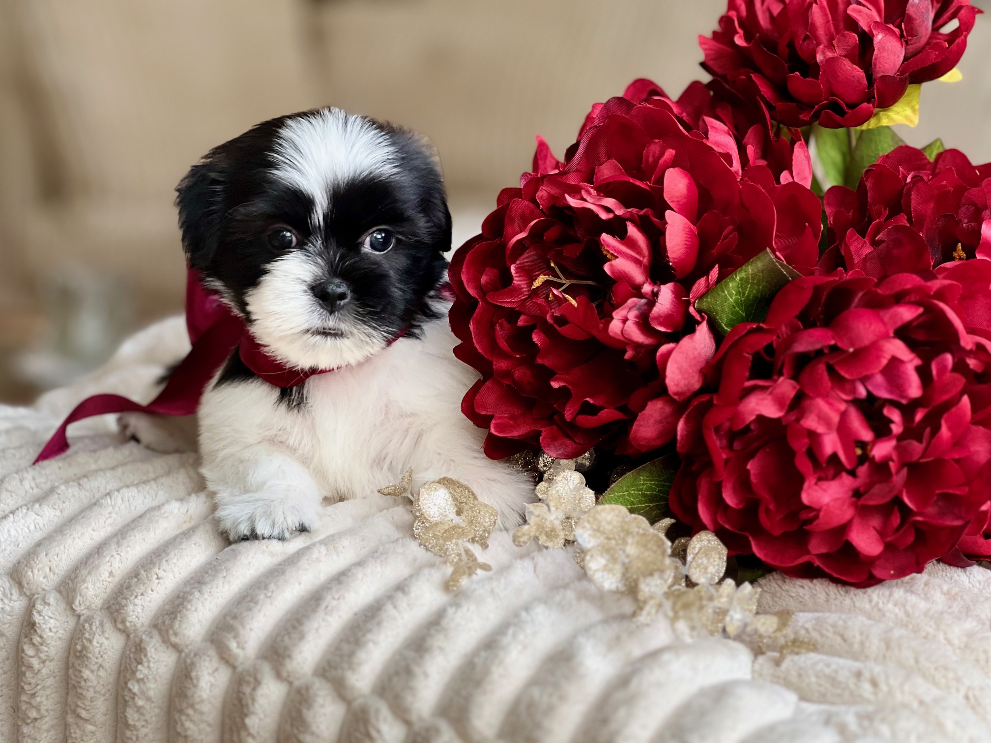 Louisiana Dog Breeder | Princess Puppies!