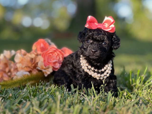 All Of Your Puppy Questions Answered | Princess Puppies