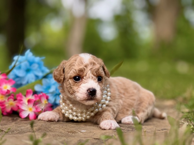 All Of Your Puppy Questions Answered | Princess Puppies