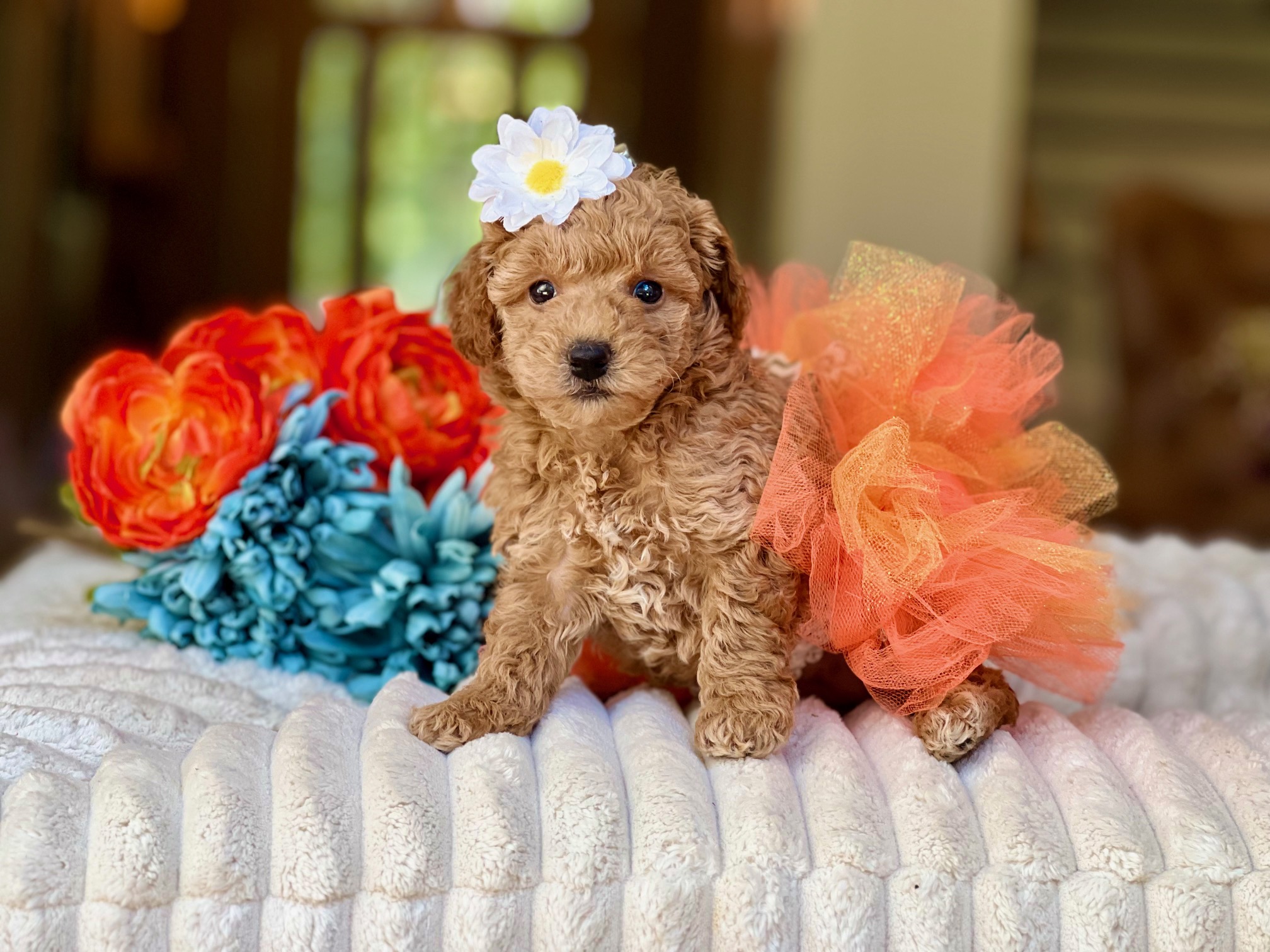 Louisiana Dog Breeder | Princess Puppies!