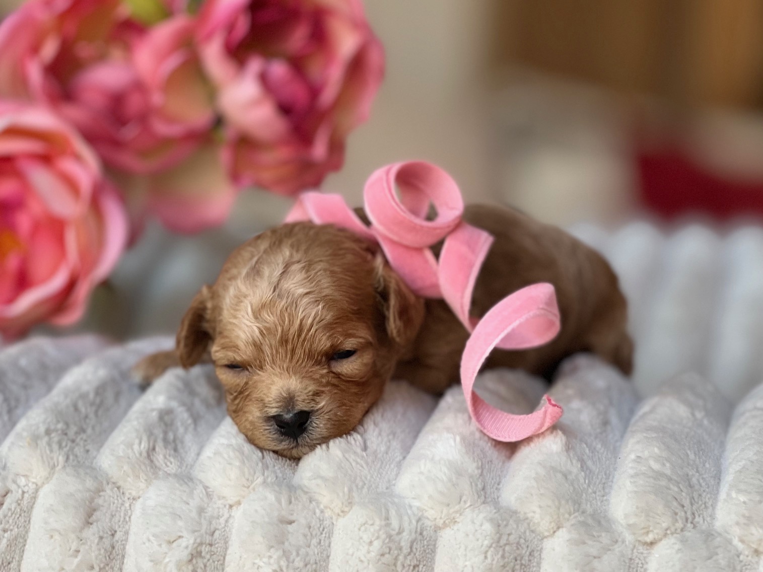 Poodle Puppies For Sale In Louisiana | Princess Puppies