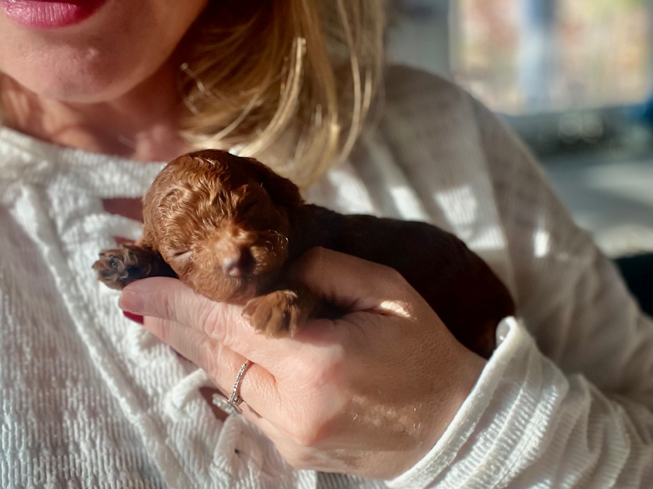 Available Puppies Archives | Princess Puppies