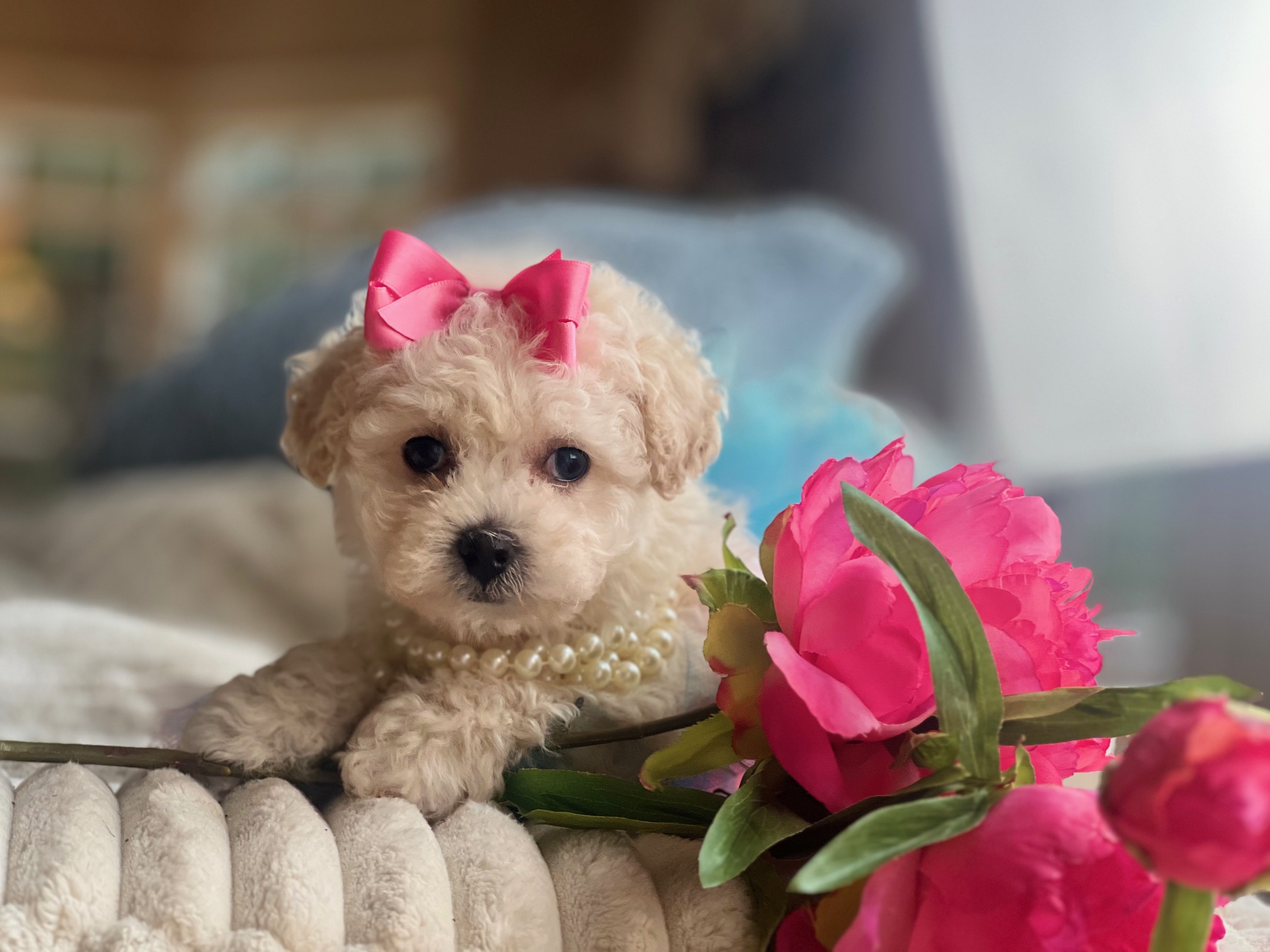 Louisiana Dog Breeder | Princess Puppies!