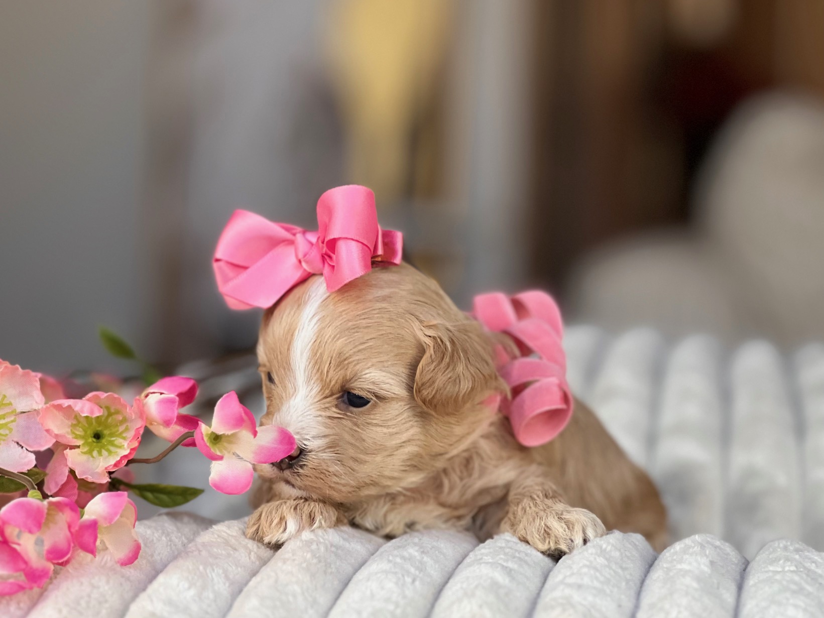 Available Puppies Archives | Princess Puppies