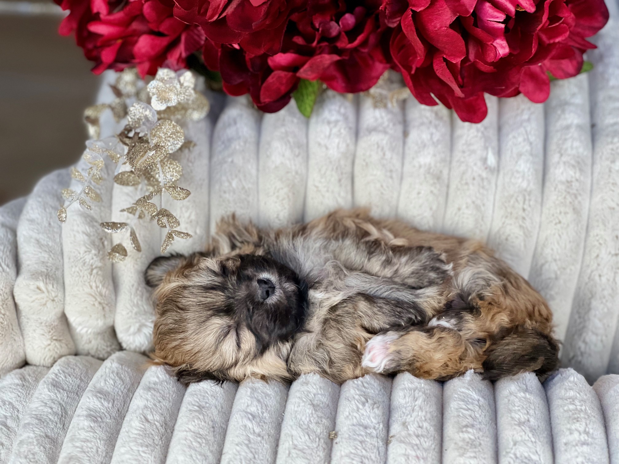 Cute Puppy Videos | Princess Puppies