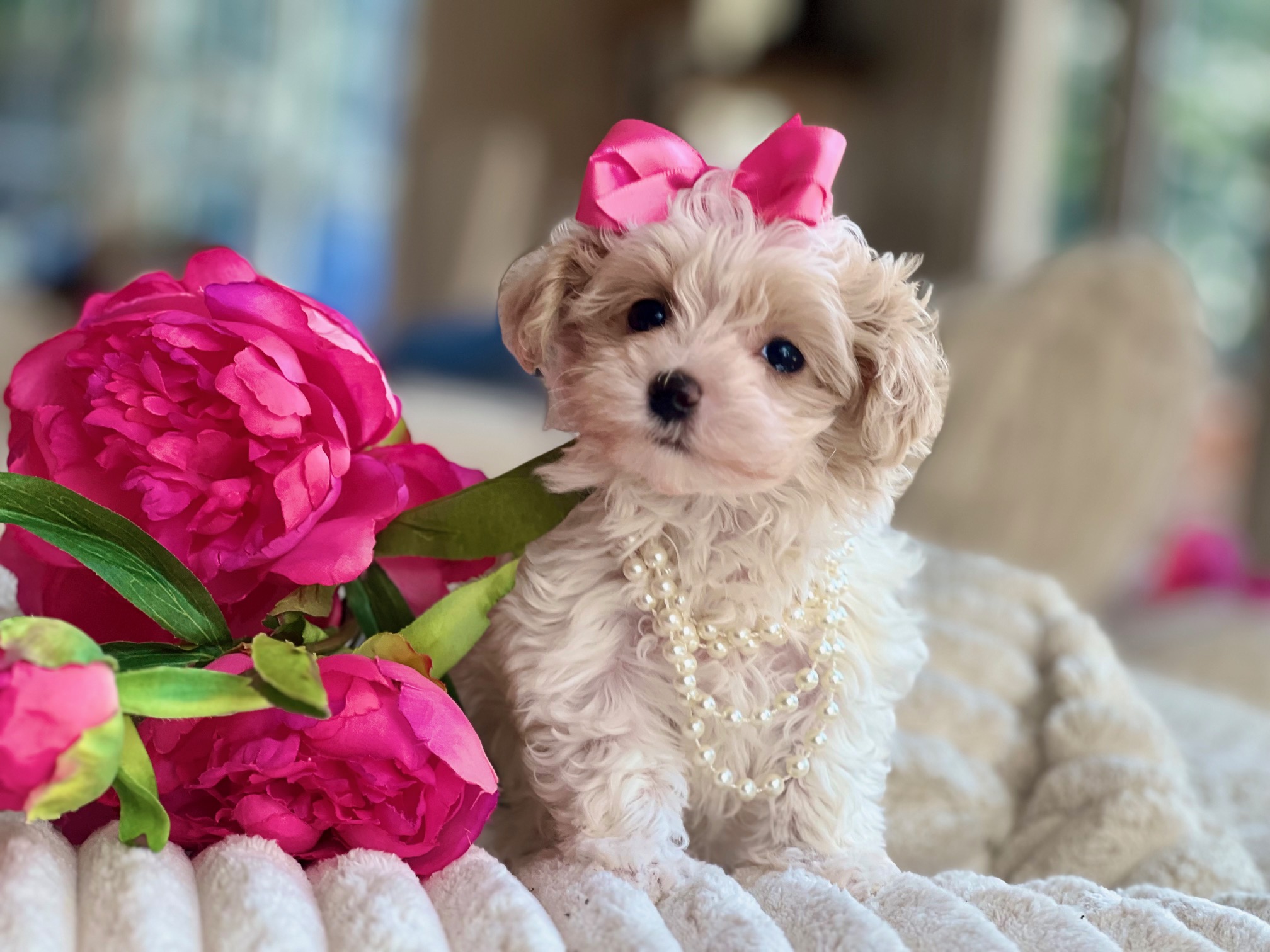 Louisiana Dog Breeder | Princess Puppies!